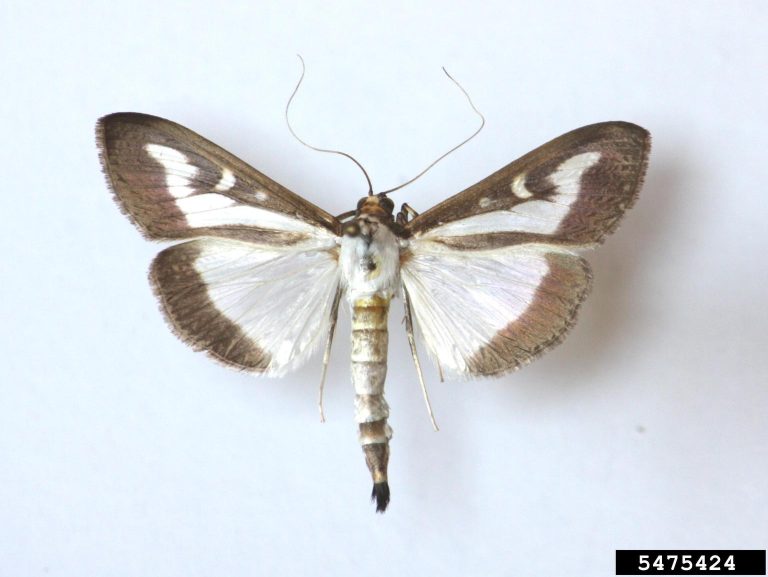 Box tree moth: a new invasive pest of boxwoods in Virginia – Piedmont ...