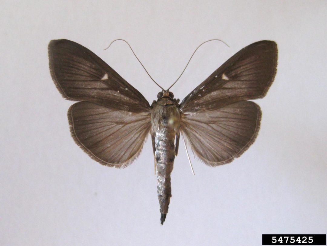 Box tree moth: a new invasive pest of boxwoods in Virginia – Piedmont ...